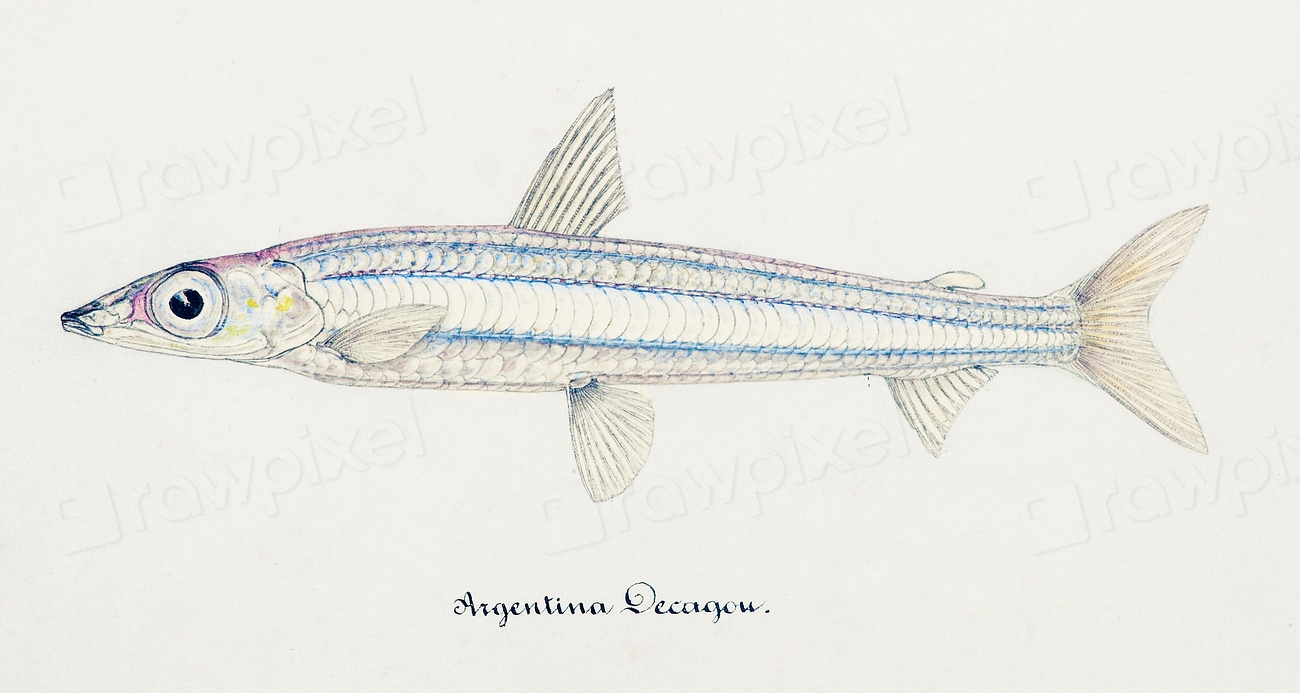 Antique drawing watercolor fish Argentina | Free Photo Illustration ...