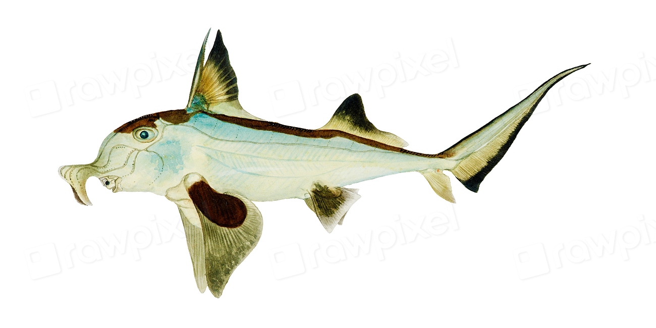 Antique drawing watercolor common Elephant | Premium PSD - rawpixel