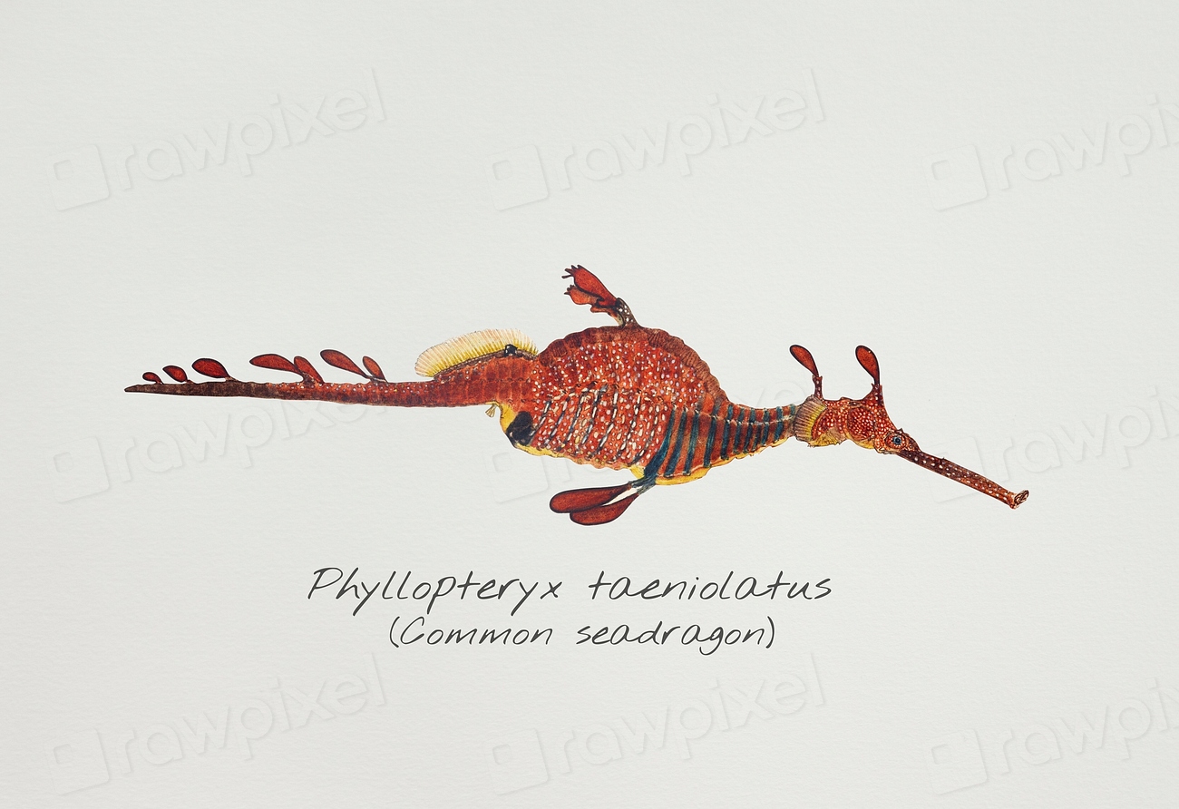 Antique fish phyllopteryx taeniolatus illustration | Free Photo ...