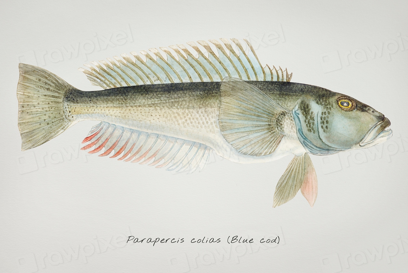 Drawing antique fish Parapercis colias | Free Photo Illustration - rawpixel