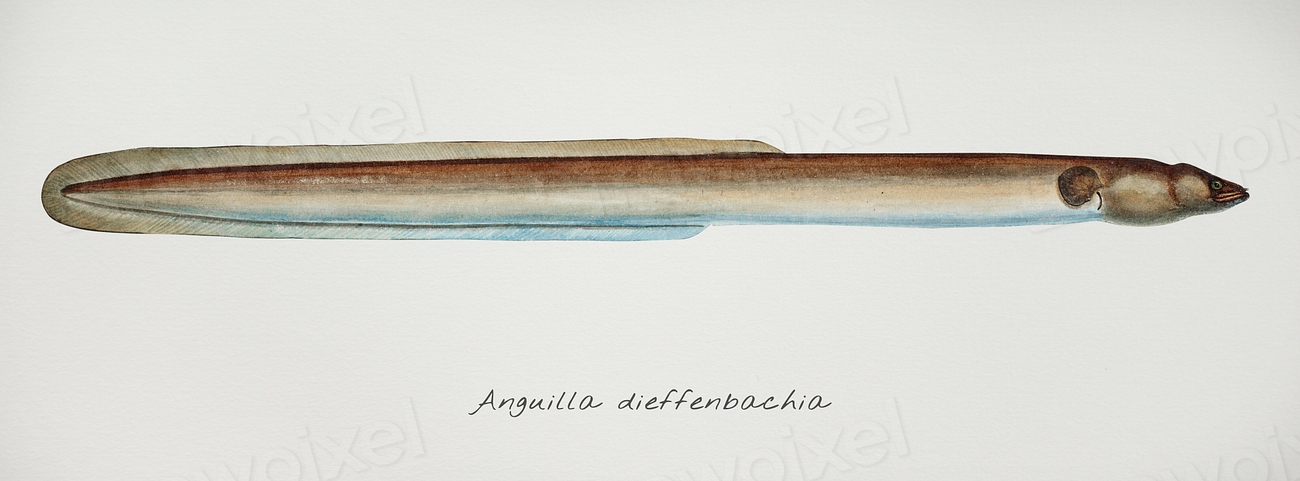 Antique drawing watercolor fish Anguilla | Free Photo Illustration ...