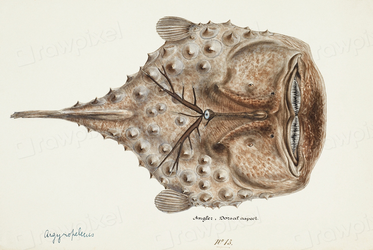 Antique Prickly anglerfish drawn Fe. | Free Photo Illustration - rawpixel