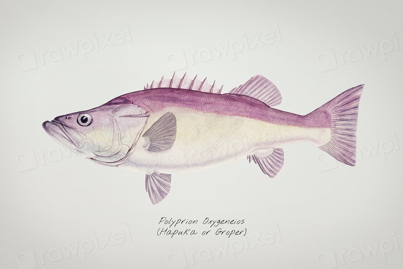 Antique drawing watercolor fish Groper | Premium Photo Illustration ...
