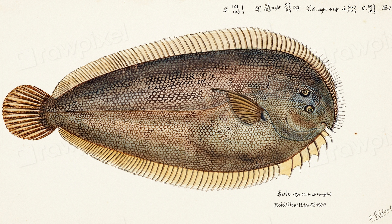 Antique fish New Zealand Sole | Free Photo Illustration - rawpixel