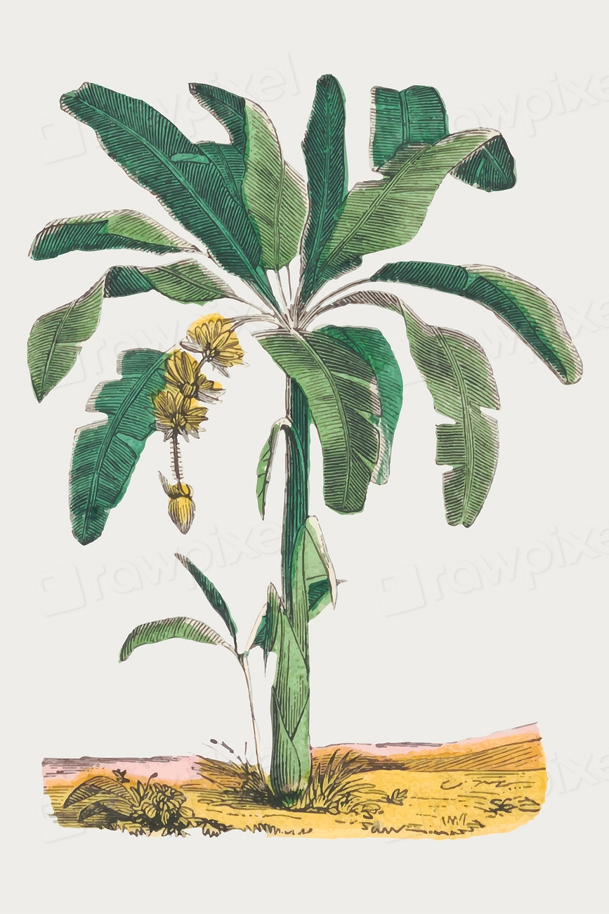 Banana tree vector botanical art | Premium Vector Illustration - rawpixel