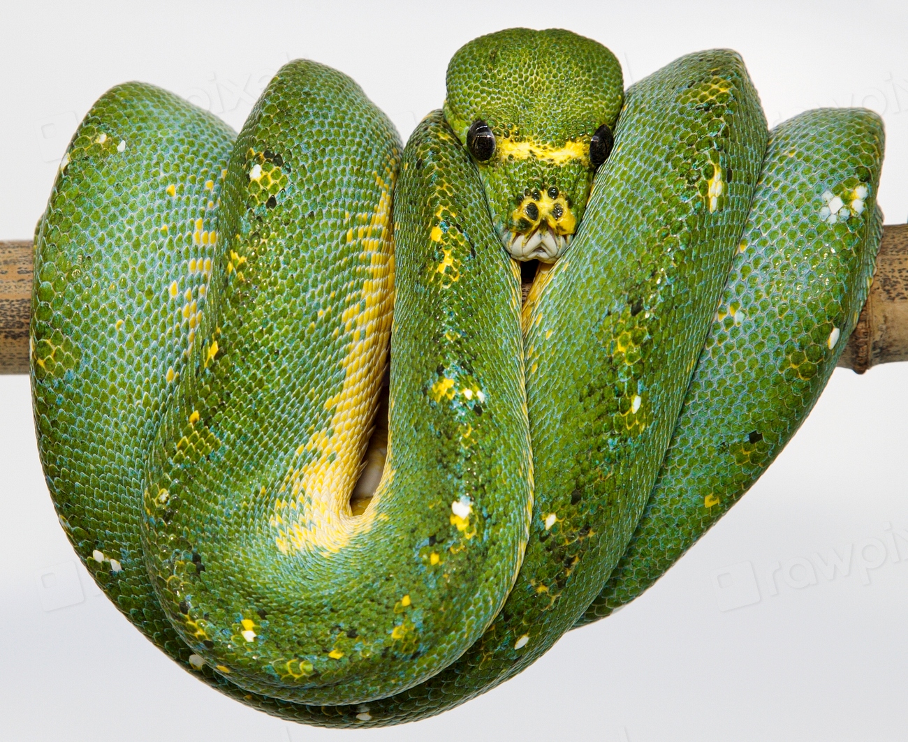 Green Tree Python (2007) Smithsonian | Free Photo - rawpixel