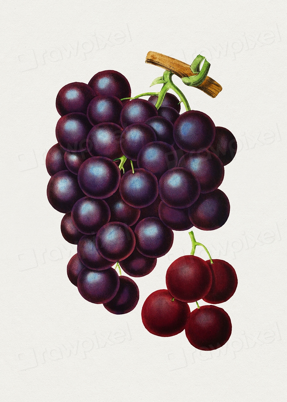 Hand draw raisins (1851) Guillaume | Free Photo Illustration - rawpixel