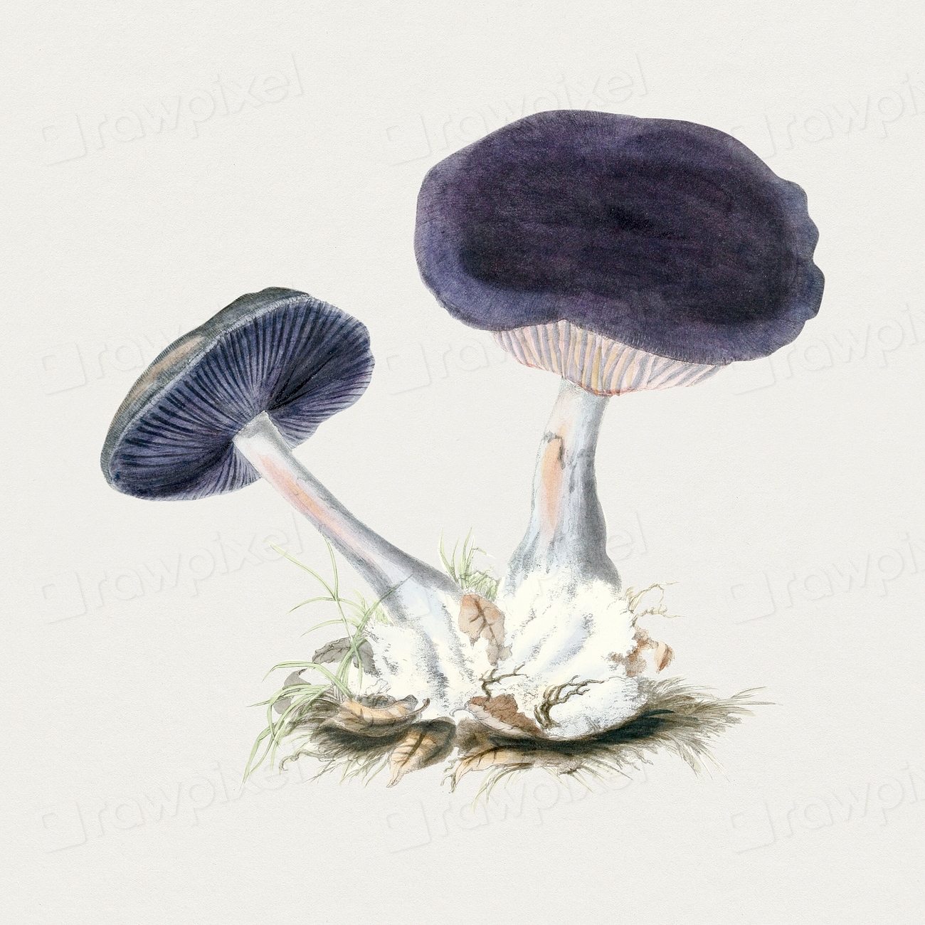 Vintage violet webcap mushroom. Original | Free Photo Illustration ...