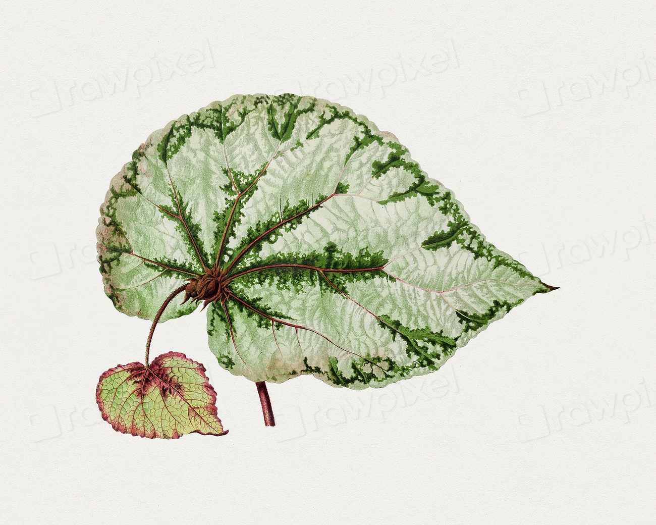 Hand drawn begonia leaf. Original | Free Photo Illustration - rawpixel