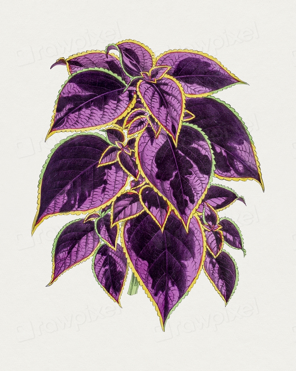 Hand drawn coleus plant. Original | Free Photo Illustration - rawpixel