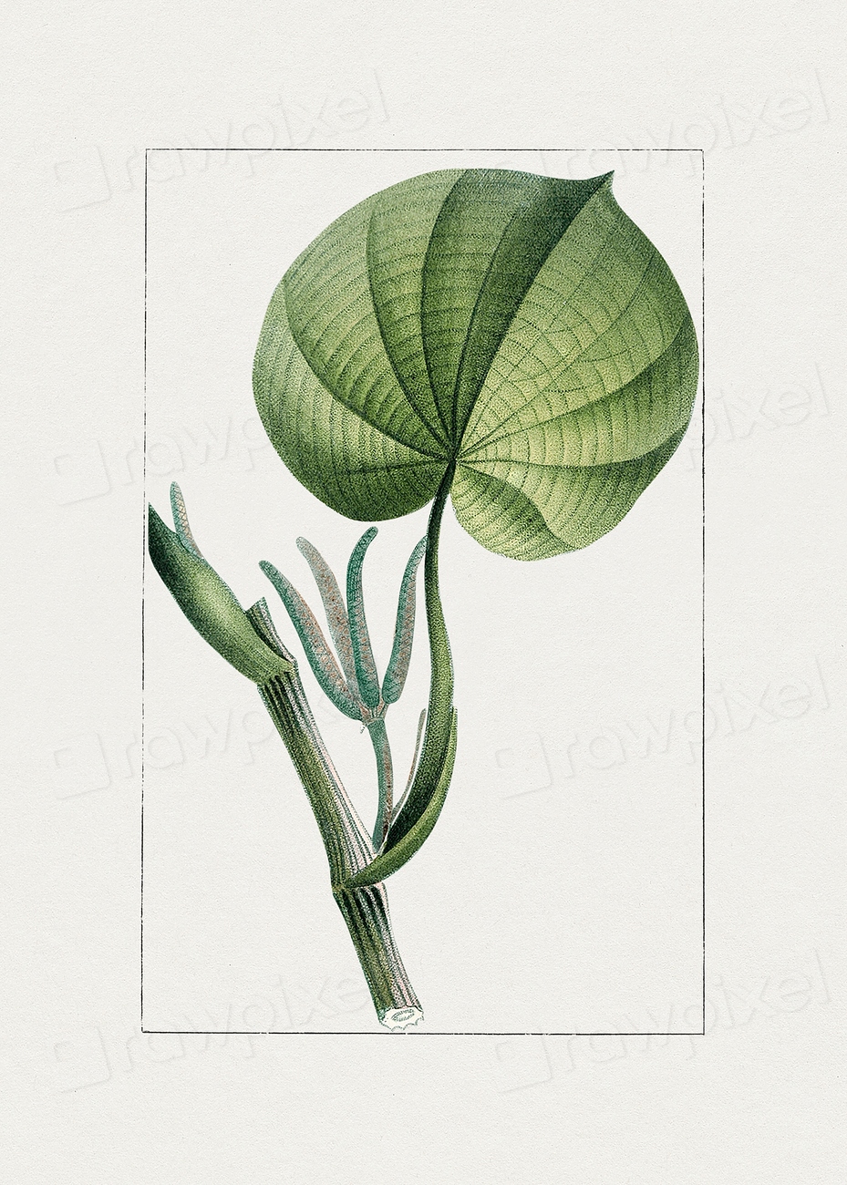 Hand drawn pepper tree. Original | Free Photo Illustration - rawpixel