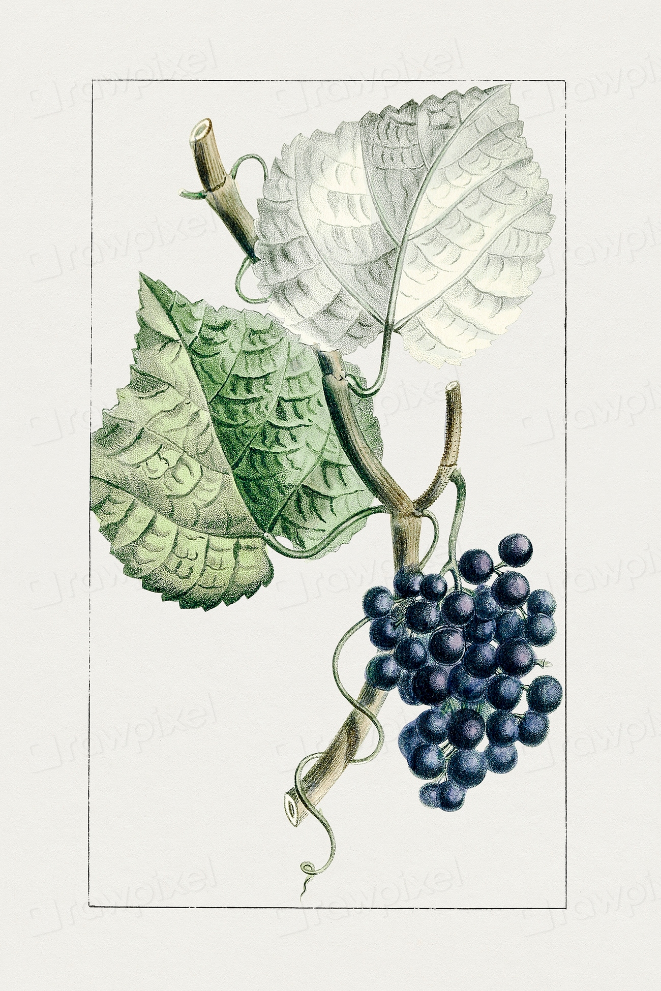 Hand drawn grapes. Original Biodiversity | Free Photo Illustration ...