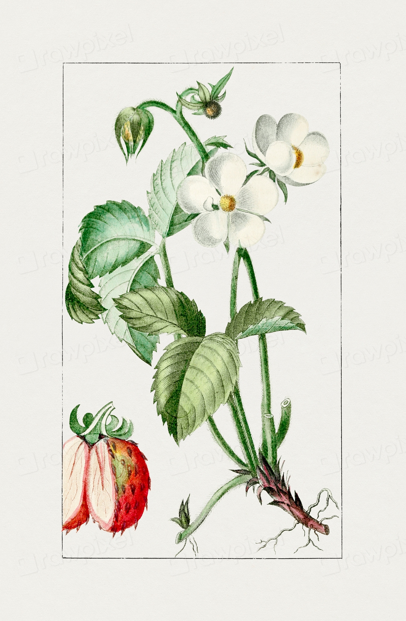 Hand drawn strawberry. Original Biodiversity | Free Photo Illustration ...