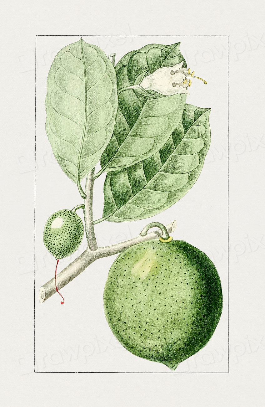 Hand drawn calabash. Original Biodiversity | Free Photo Illustration ...