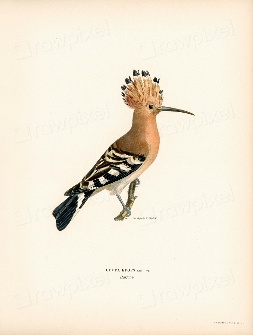 Upupa epops illustrated von Wright | Free Photo Illustration - rawpixel