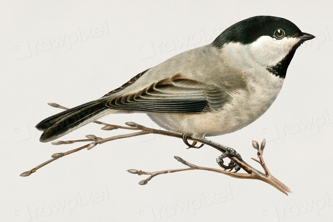 Black-capped chickadee (Parus atricapillus) illustrated | Premium PSD ...