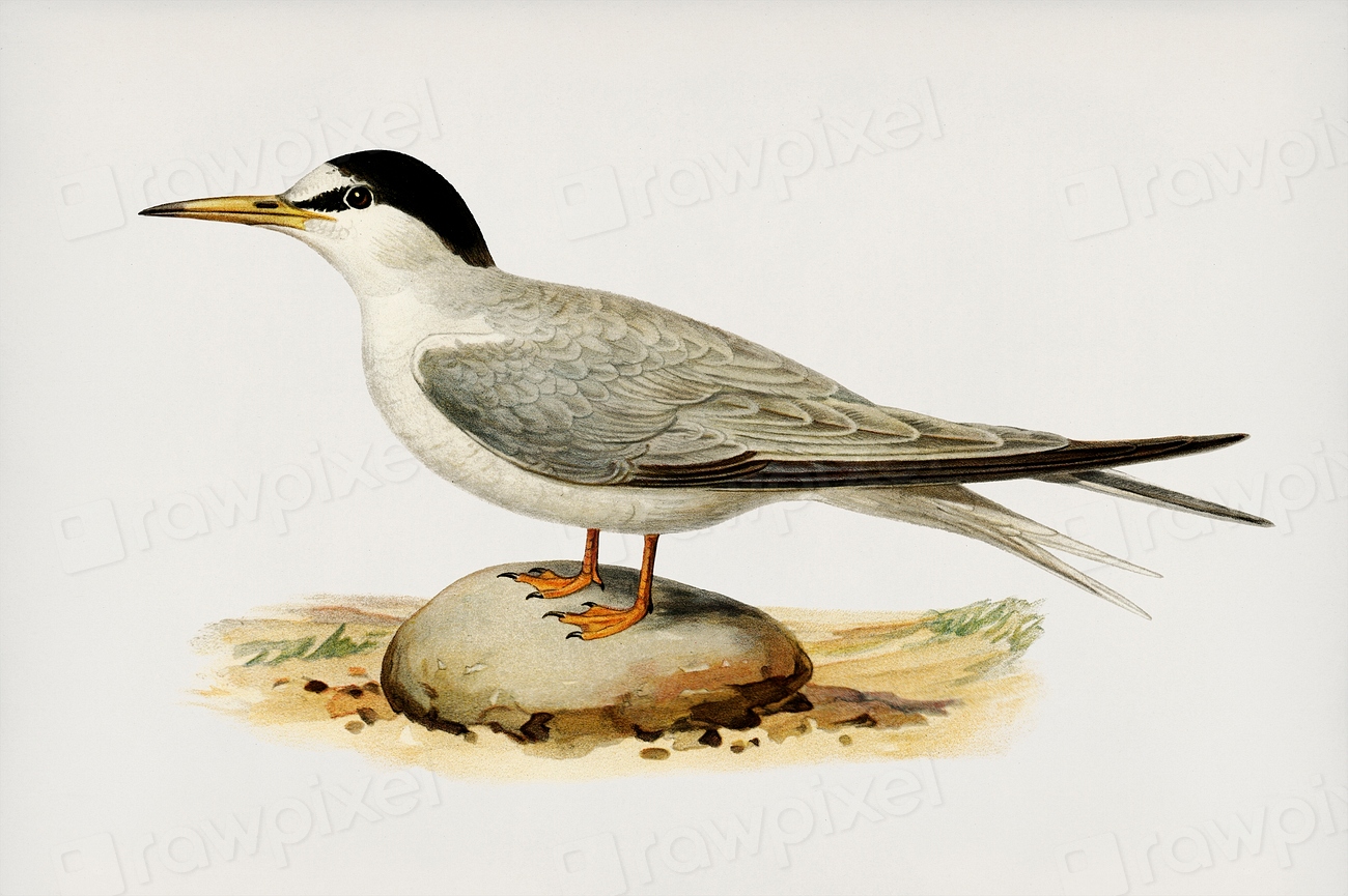 Little tern (Sterna albifrons) illustrated | Premium PSD - rawpixel