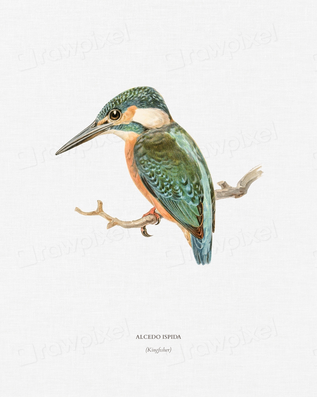 Alcedo ispida illustrated von Wright | Premium Photo Illustration ...