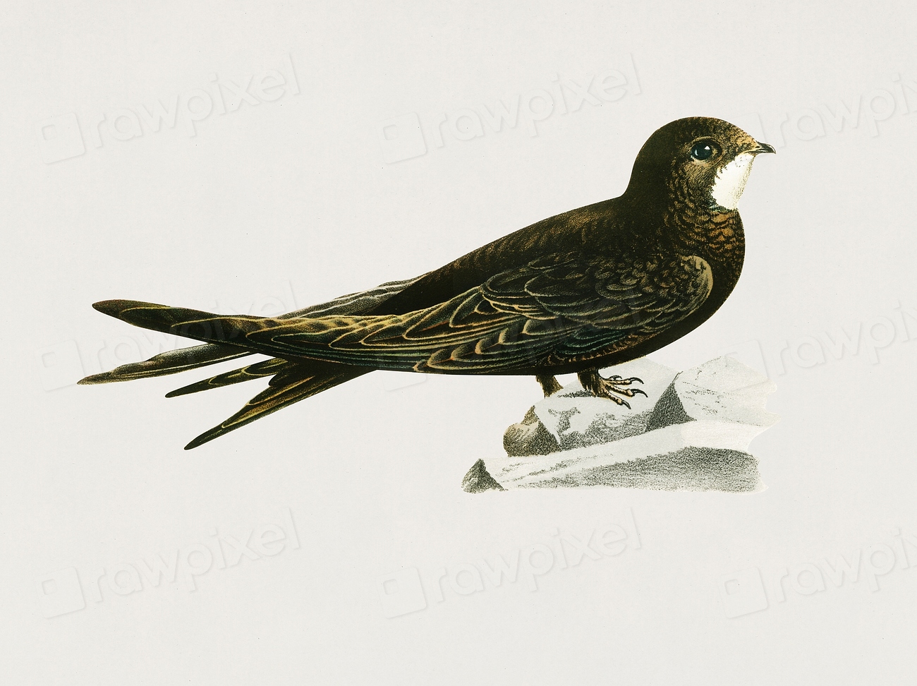 Common Swift (Cypselus Apus) illustrated | Premium PSD - rawpixel