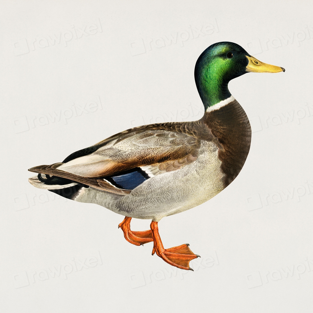 Bird mallard psd hand drawn | Premium PSD - rawpixel