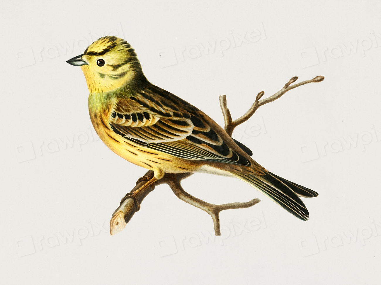 Yellowhammer male (Emberiza citrinella) illustrated | Premium PSD ...