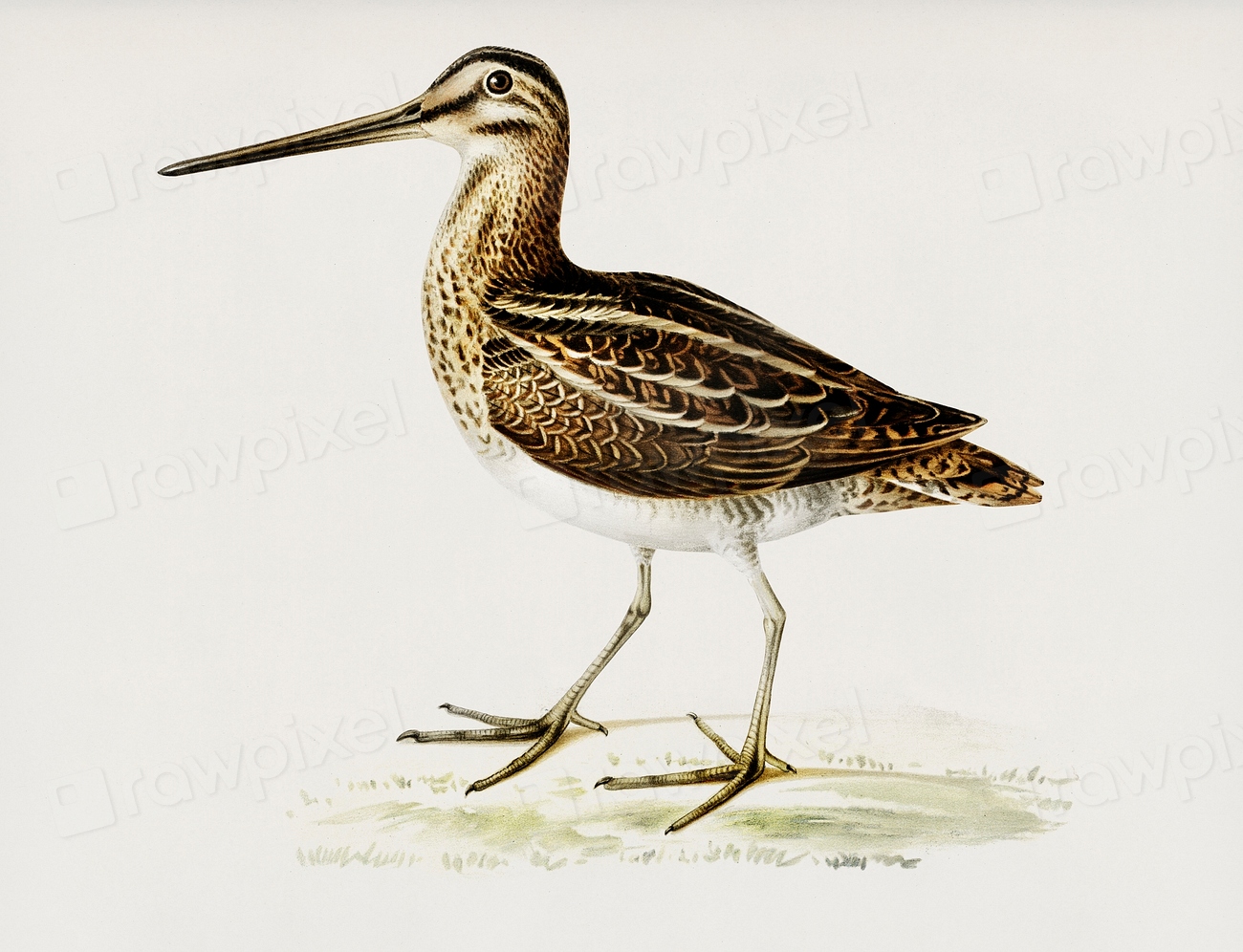 Common snipe (capella gallinago) illustrated | Premium PSD Illustration ...