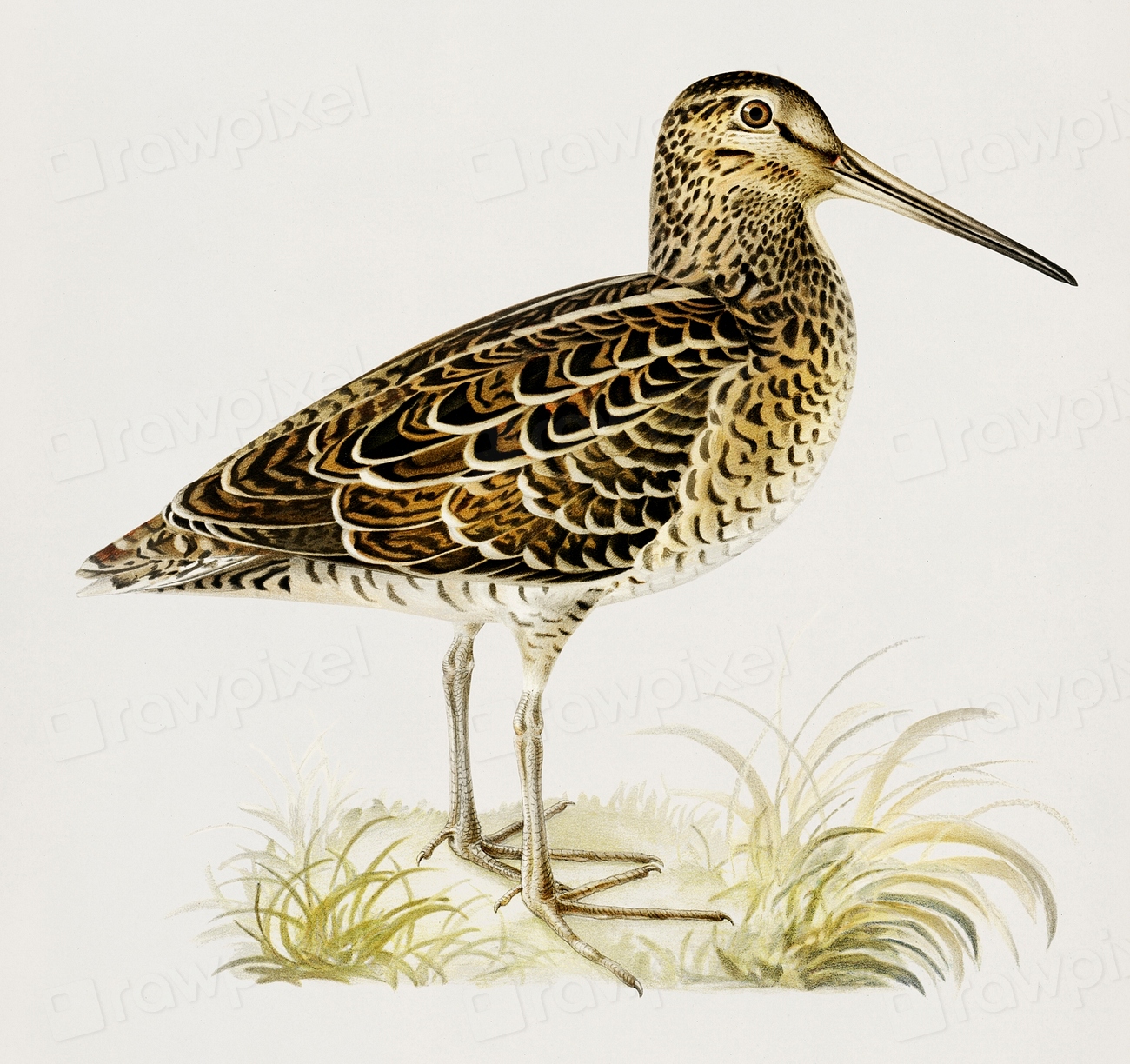 Great snipe (Capella media) illustrated | Premium PSD Illustration ...