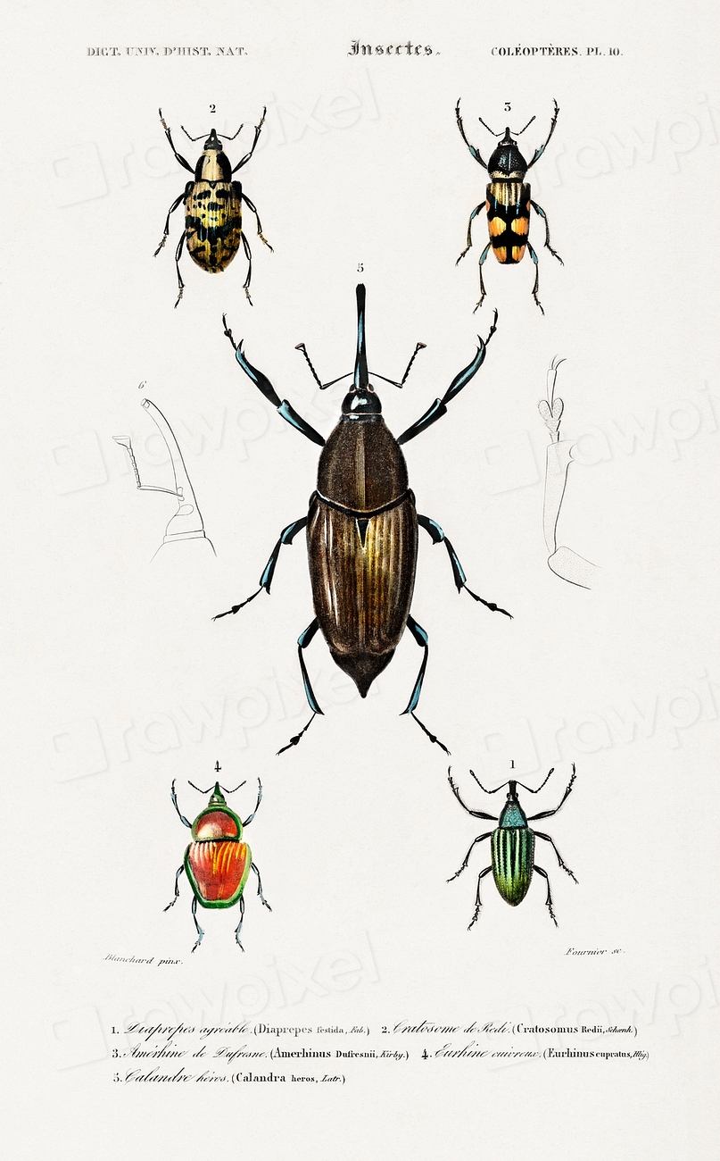 Different types of weevils illustrated | Free Photo Illustration - rawpixel
