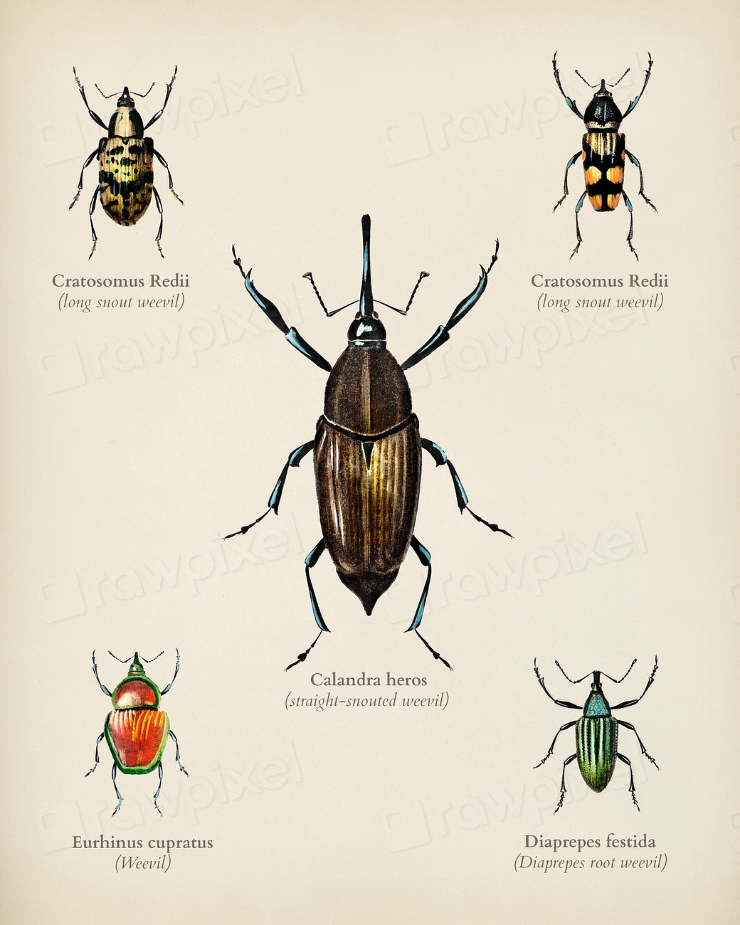 Different types weevils illustrated Charles | Premium Photo - rawpixel