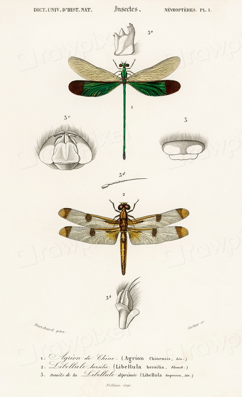 Different types of dragonflies illustrated | Free Photo Illustration ...