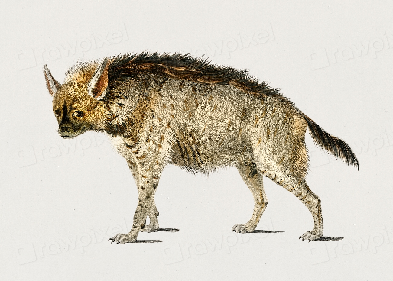 Striped hyena (Hyene rayee) illustrated | Premium PSD - rawpixel