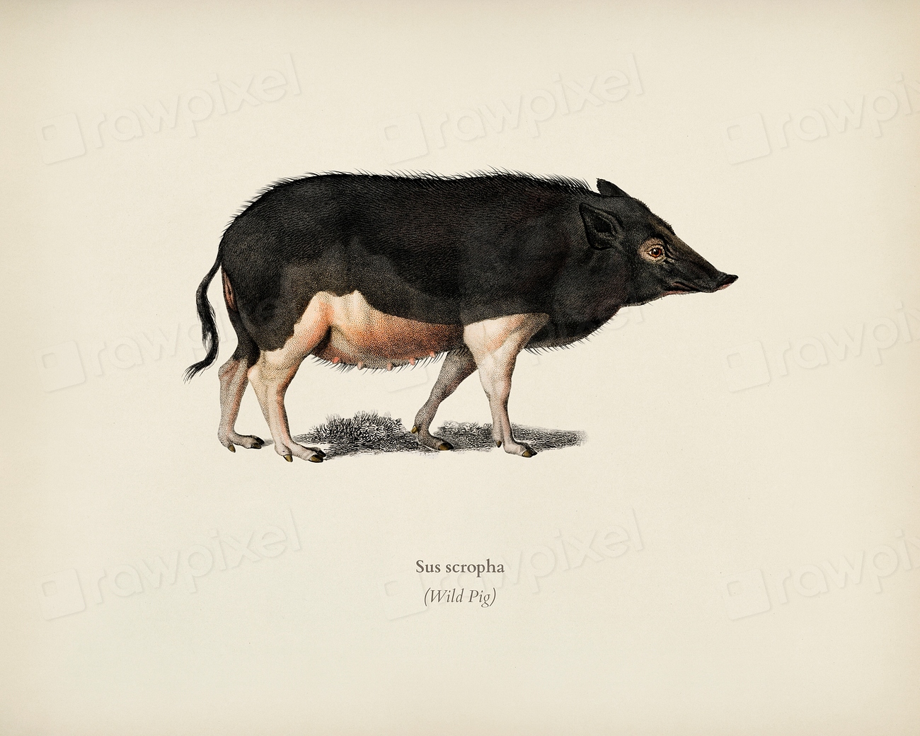 Sus scropha illustrated by Charles | Premium Photo Illustration - rawpixel