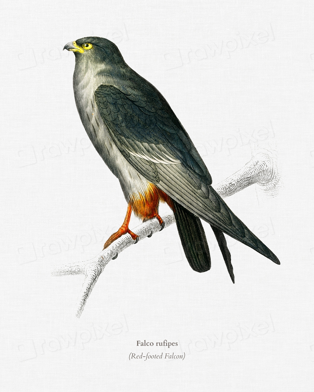 Red-footed Falcon (Falco rufipes) illustrated | Premium Photo ...