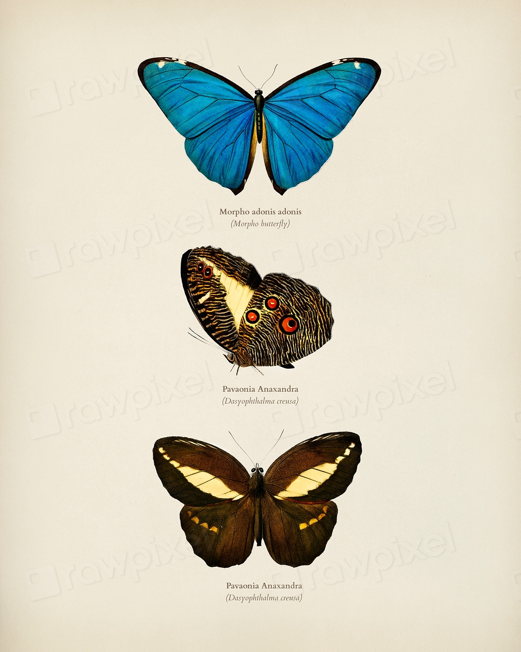 Different types of butterfly illustrated | Premium Photo - rawpixel