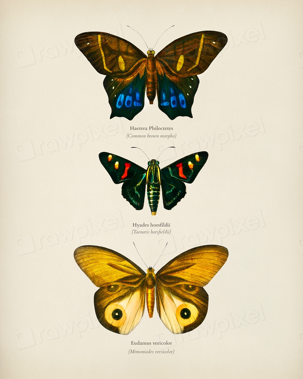 Different types butterfly illustrated Charles | Premium Photo - rawpixel