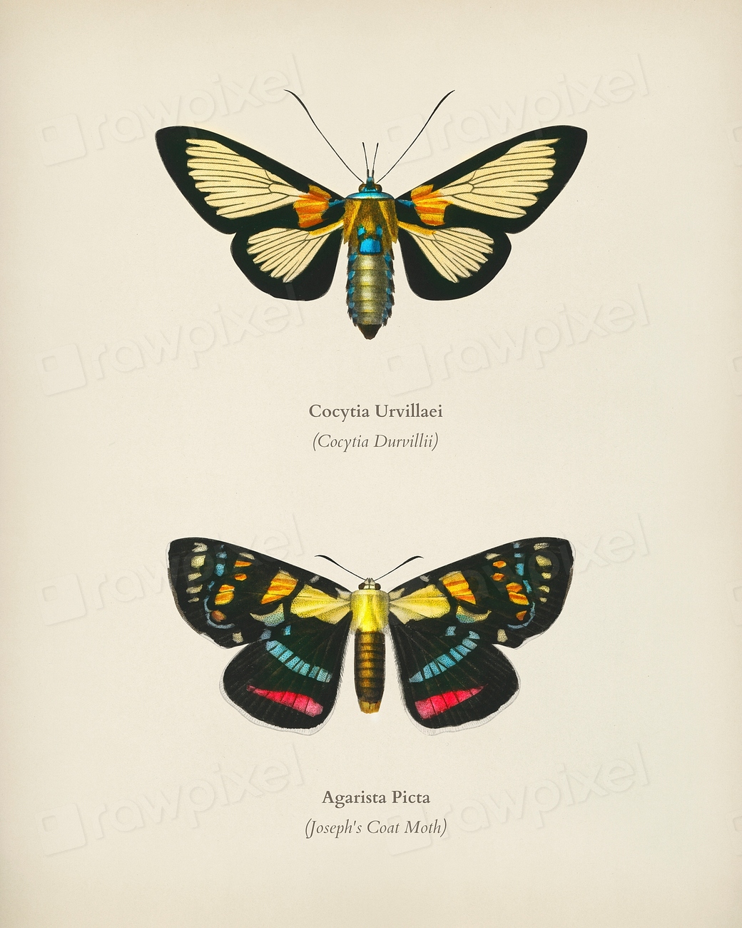 Collection of moths illustrated by Charles | Premium Photo - rawpixel