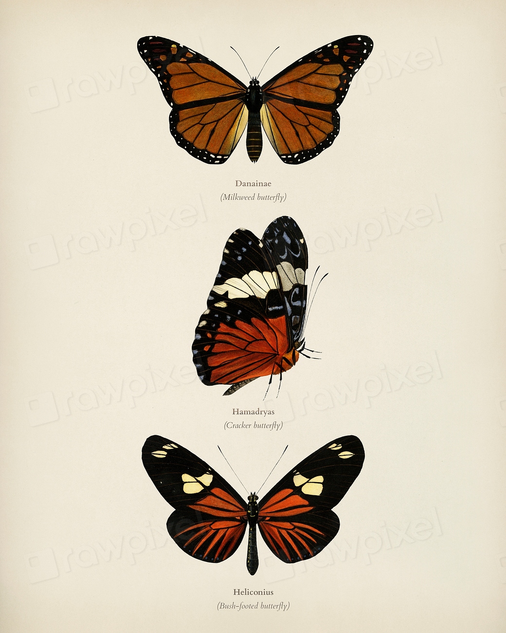 Different types of butterfly illustrated | Premium Photo - rawpixel