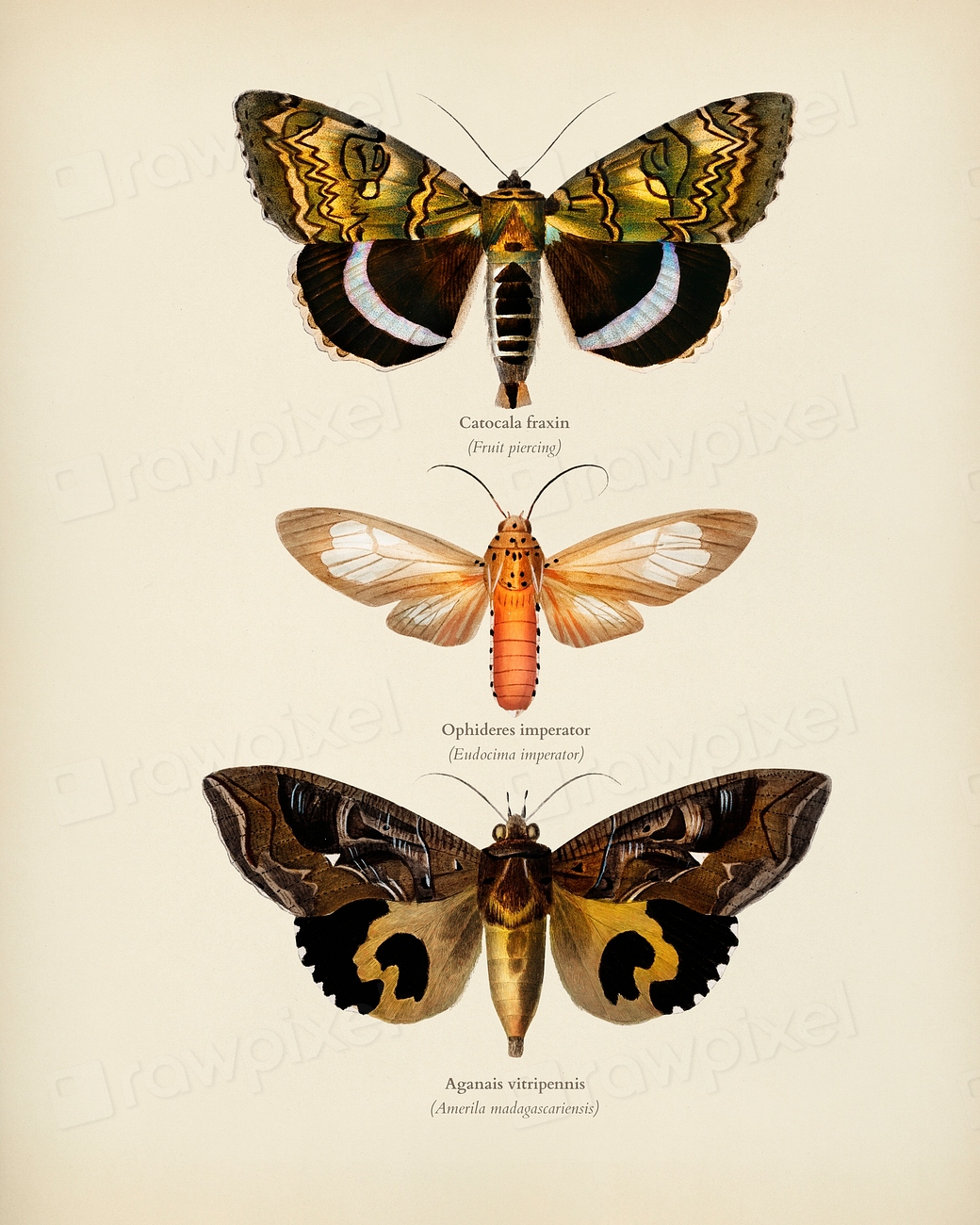 Different types of moths illustrated | Premium Photo - rawpixel