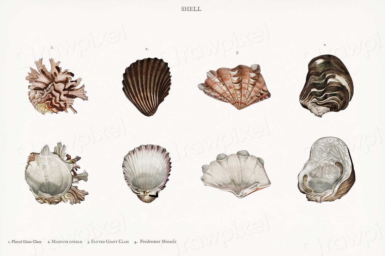 Different types mollusks illustrated Charles | Premium Photo - rawpixel