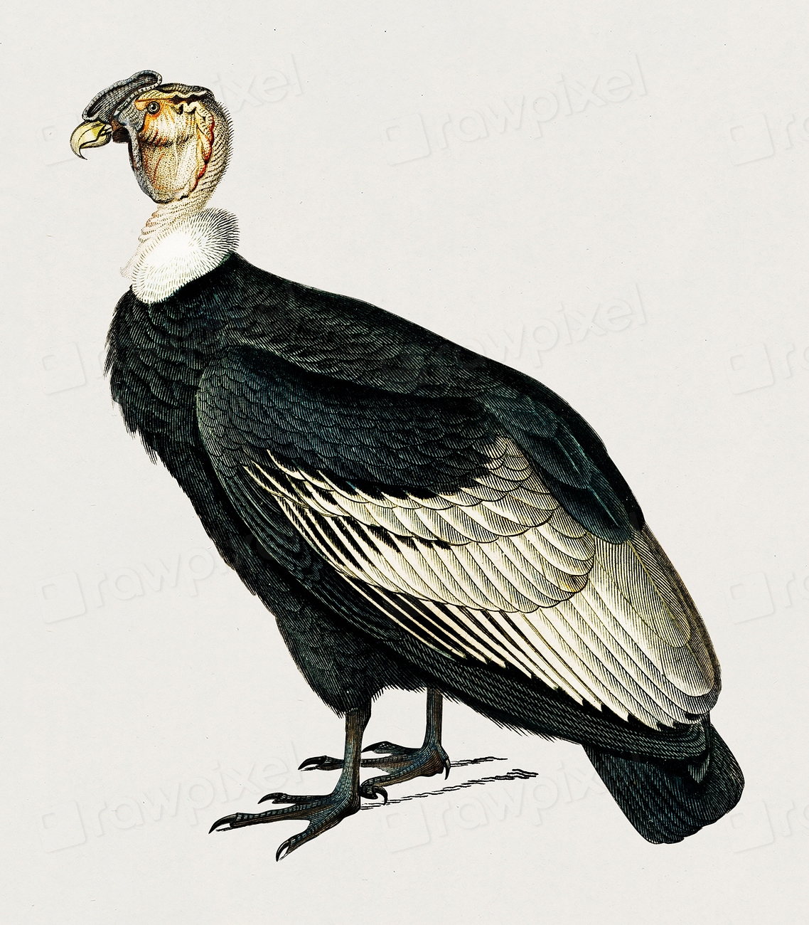 Andean condor (Vultur gryphus) illustrated | Premium PSD - rawpixel