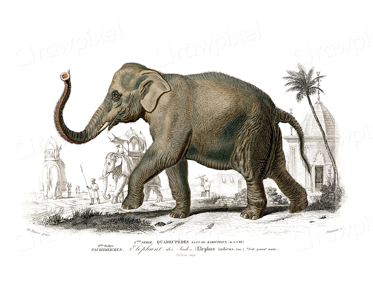 Vintage Asiatic elephant (Elephas maximus) | Premium Photo - rawpixel