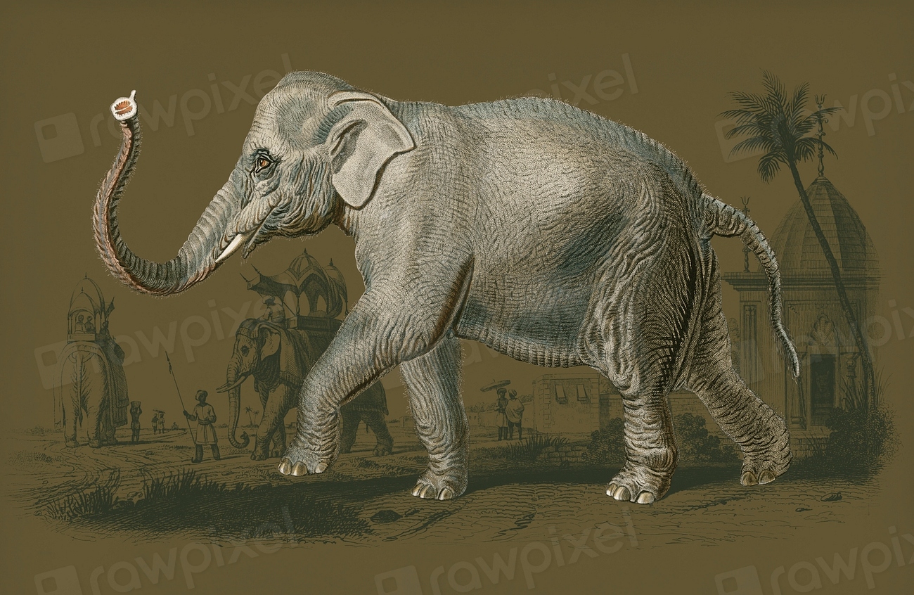 Vintage Illustration of Asiatic elephant. | Premium Photo Illustration ...