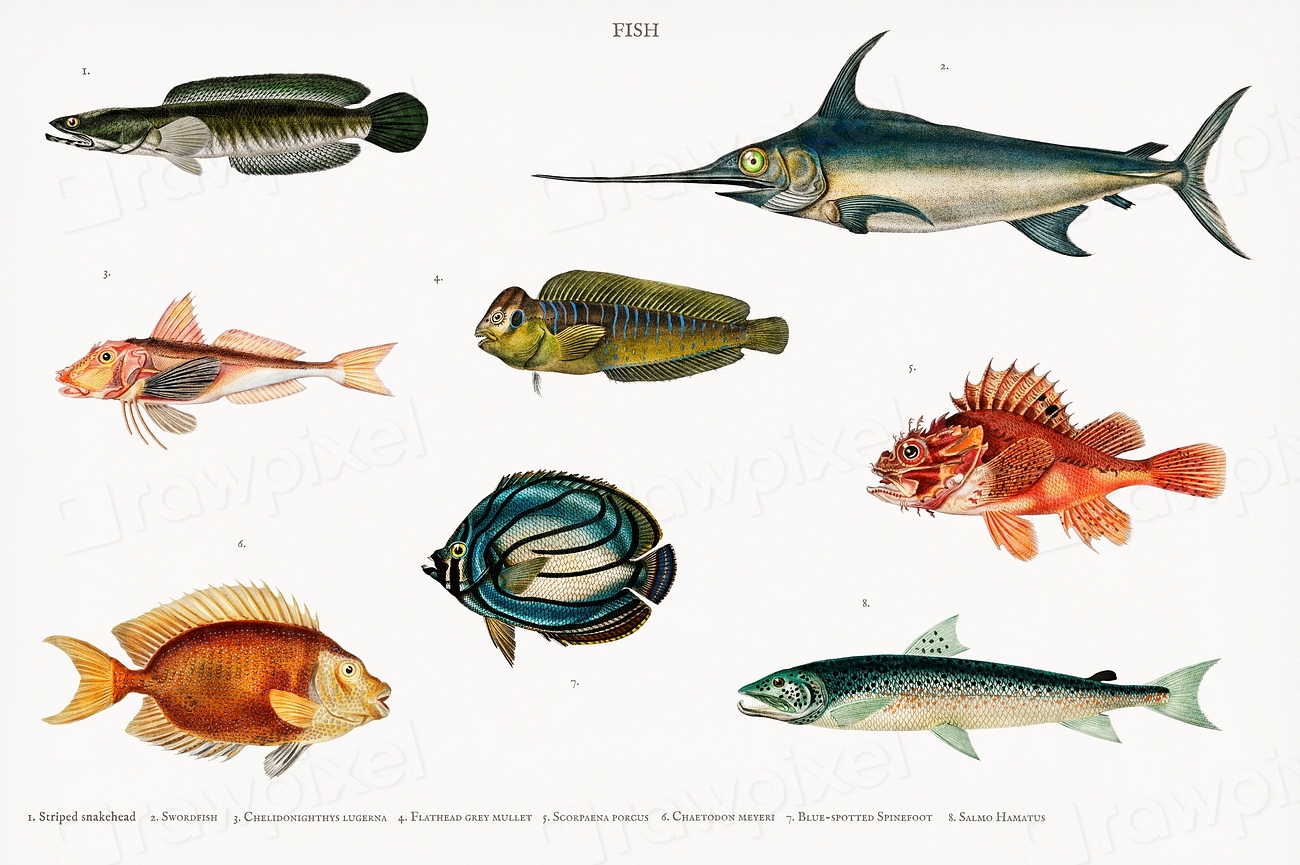 Different types of fishes illustrated | Premium Photo - rawpixel