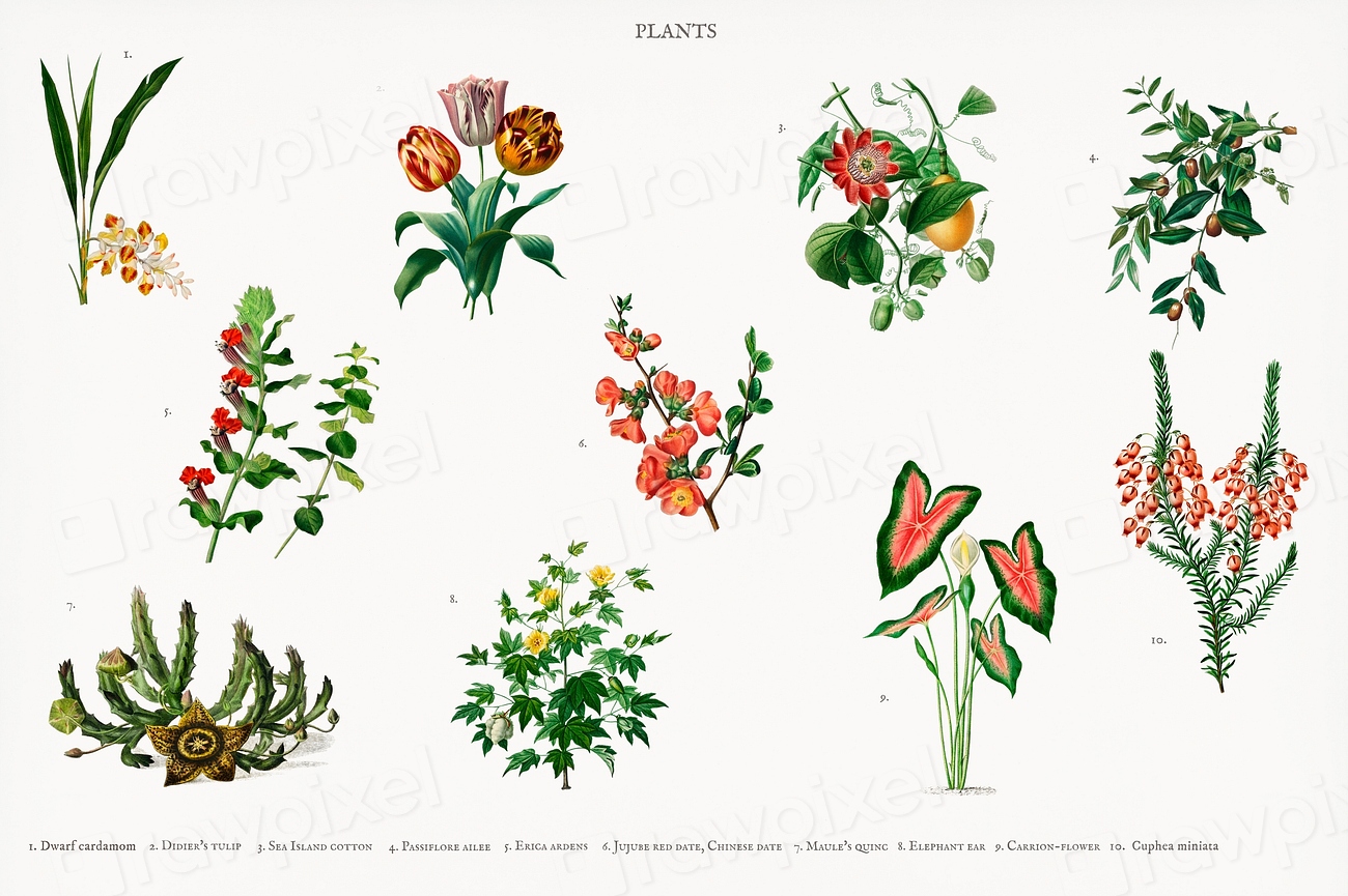 Different types of plants illustrated | Premium Photo - rawpixel