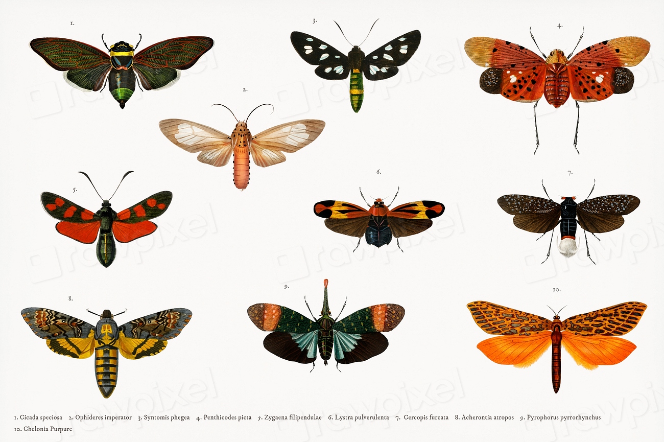 Different types of butterfly illustrated | PSD - rawpixel