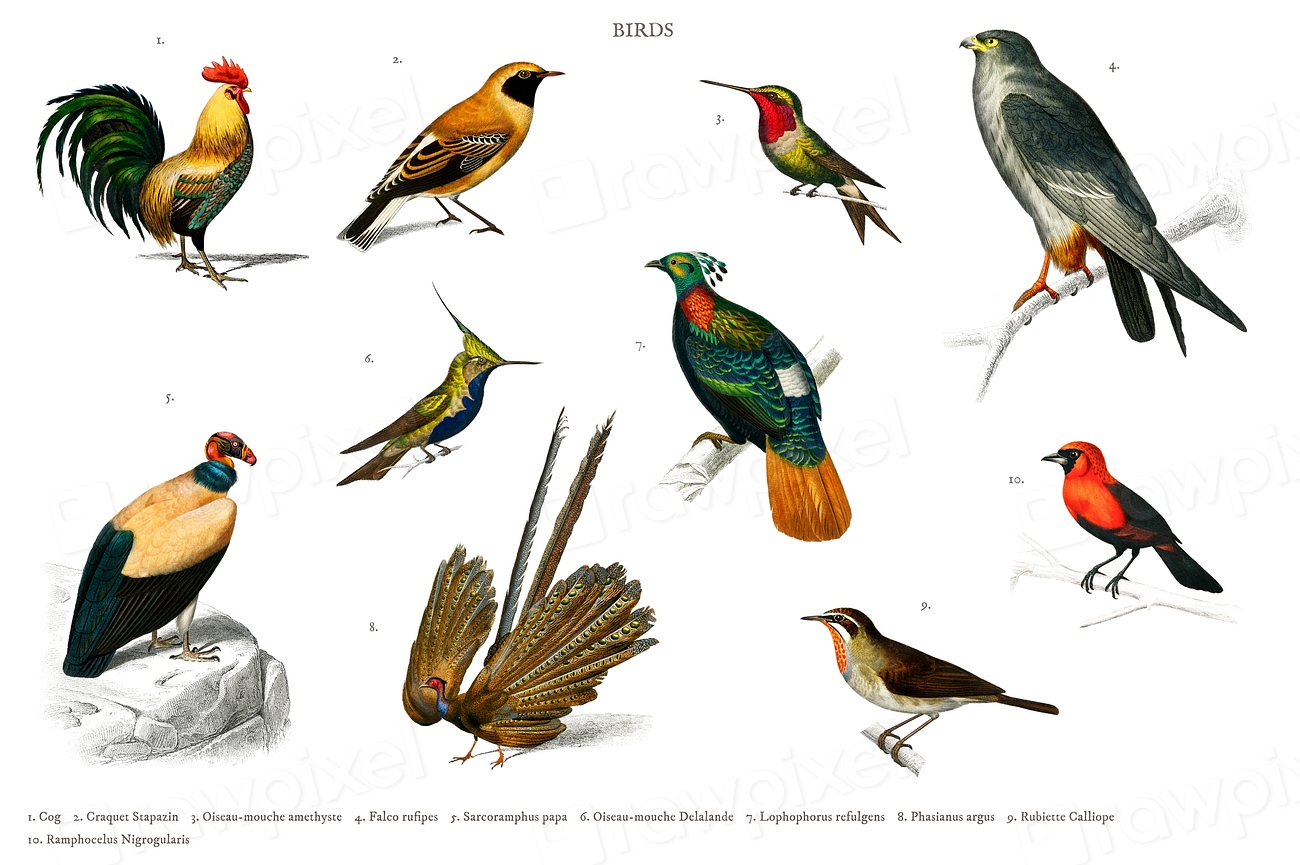 Different types of birds illustrated | Premium Photo - rawpixel