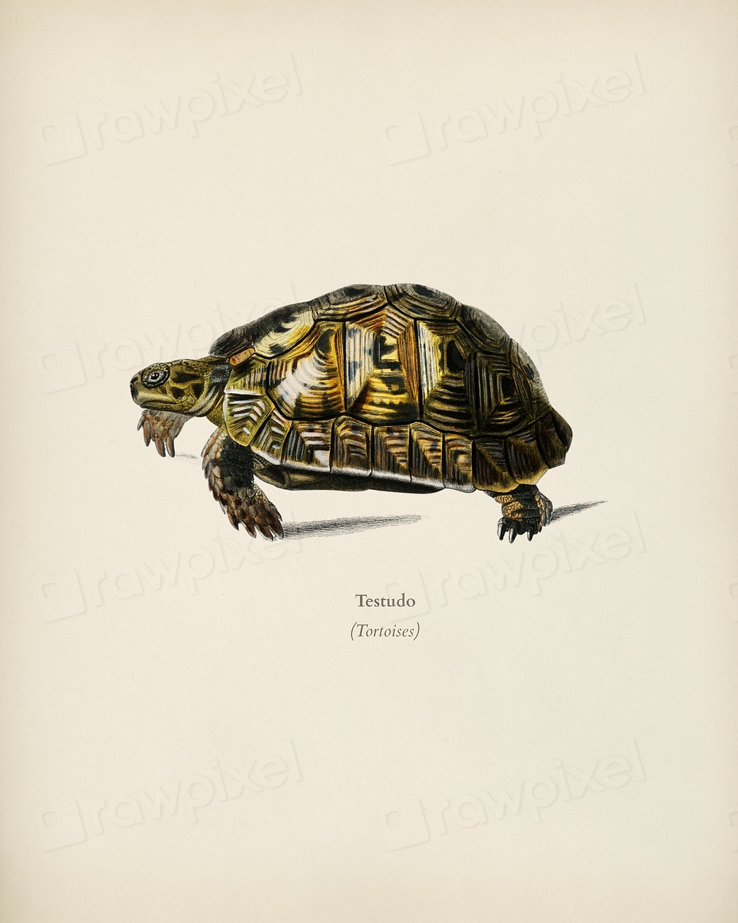 Tortoises (Testudo) illustrated by Charles | Premium Photo Illustration ...