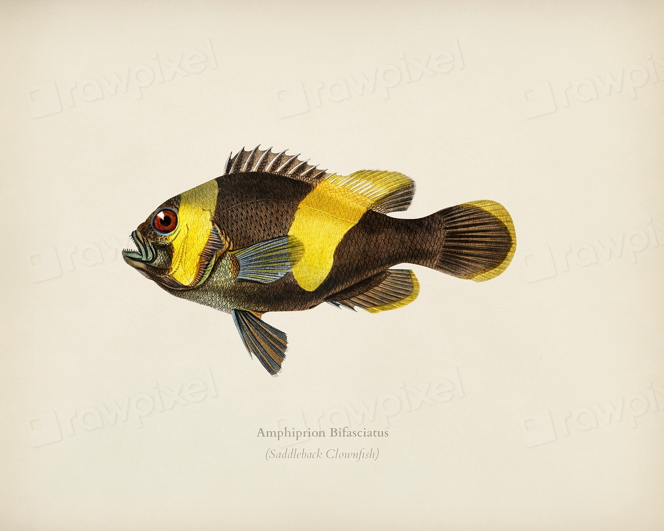 Saddleback Clownfish (Amphipiron Bifasciatus) illustrated | Premium Photo Illustration - rawpixel