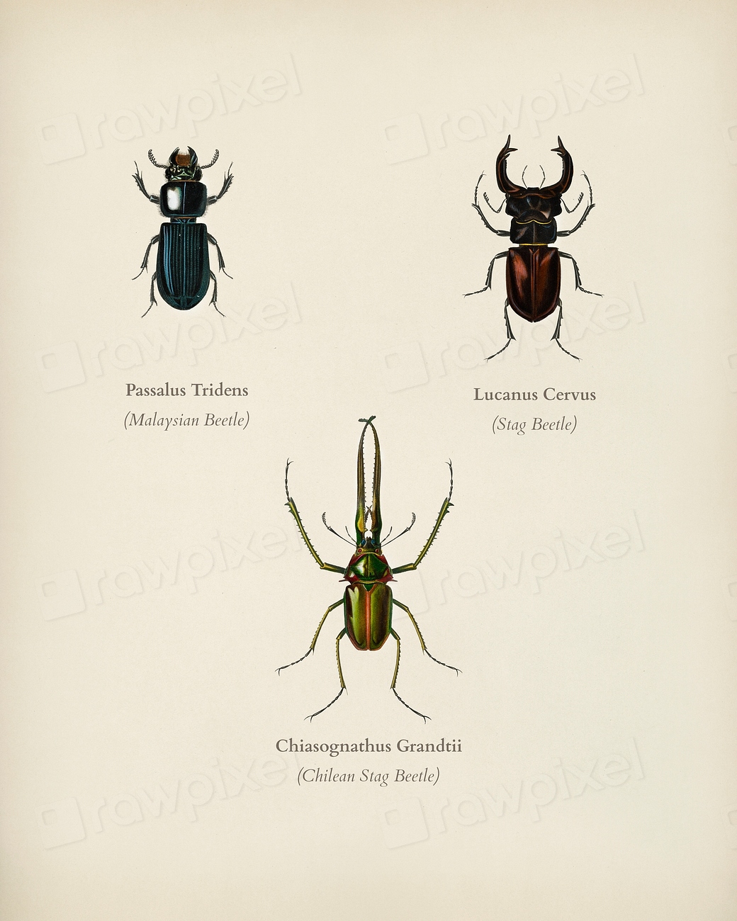 Different types of beetles illustrated | Premium Photo - rawpixel