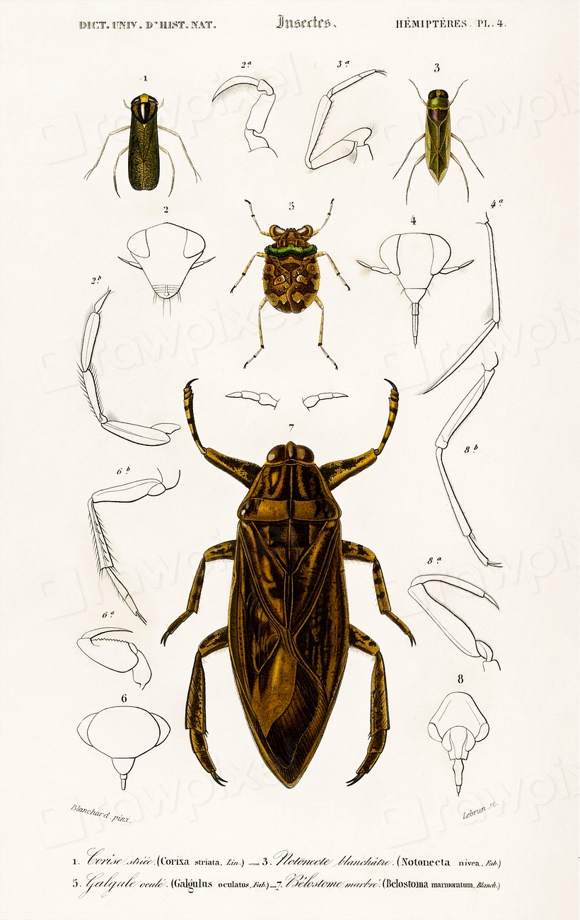 Different types of insects illustrated | Free Photo Illustration - rawpixel